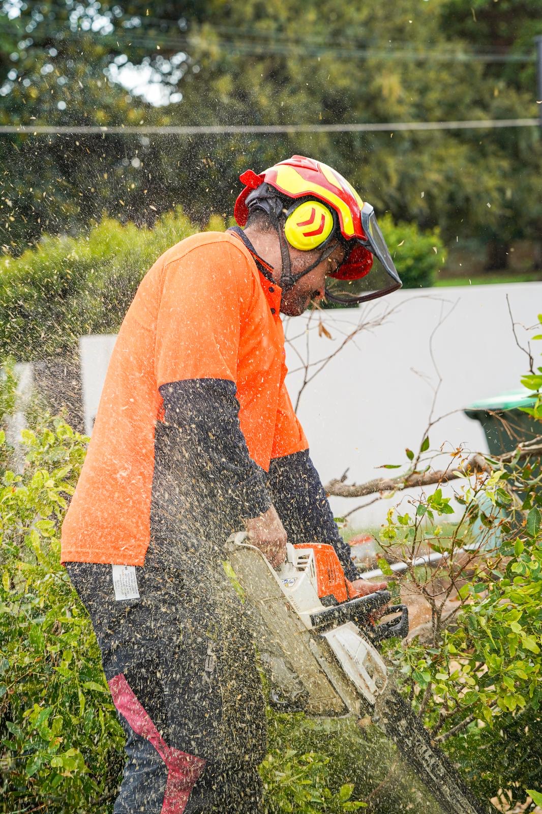 Caring for Sydney's Trees: Regulations and Expert Services - Home Tree