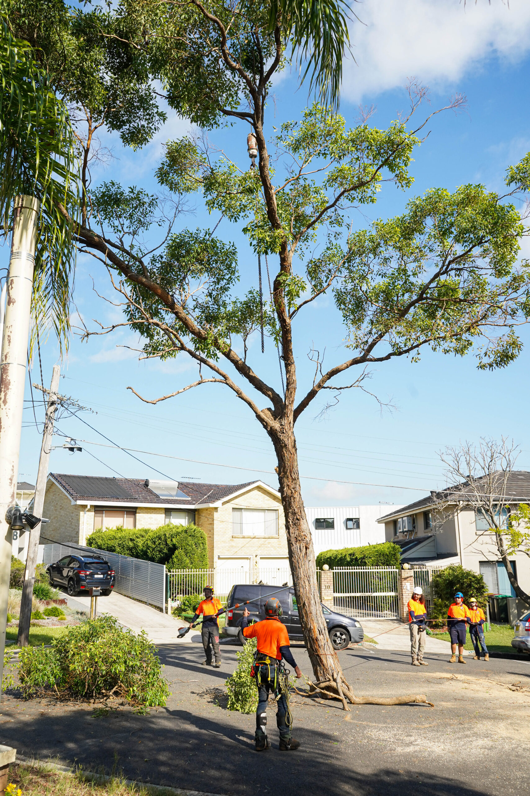 No stress, no fines: get your tree pruning done the right way — safe ...
