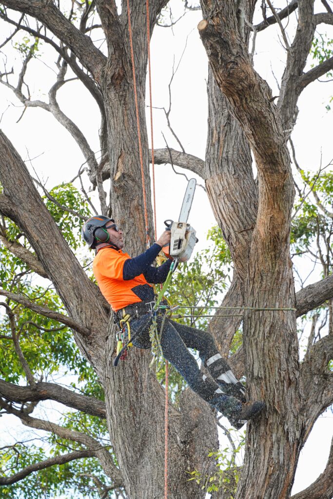 No stress, no fines: get your tree pruning done the right way — safe and Council-approved ...